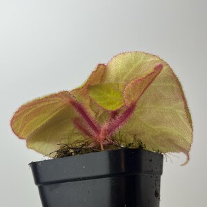 Begonia Sp. NOID - Etsy
