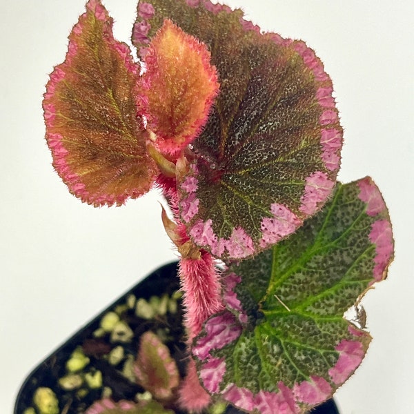 Pink Begonia - Etsy