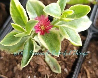 Rose Ice Plant - Etsy