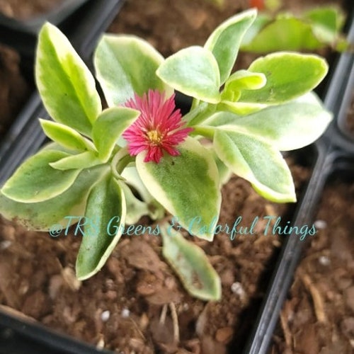 Aptenia Cordifolia Variegated Variegata Baby Sun Rose Red - Etsy