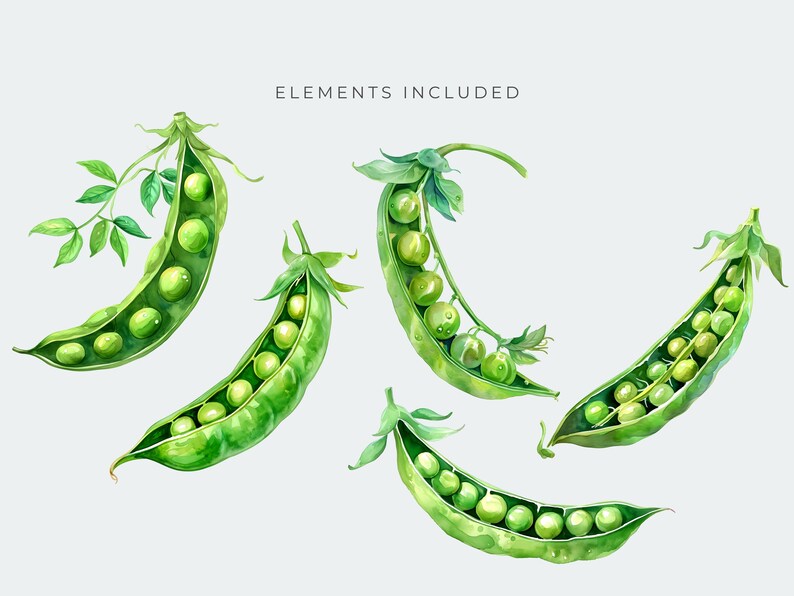 Pea Pod Clipart, Recipe Book Clipart, Pack of 5 Transparent Pngs ...