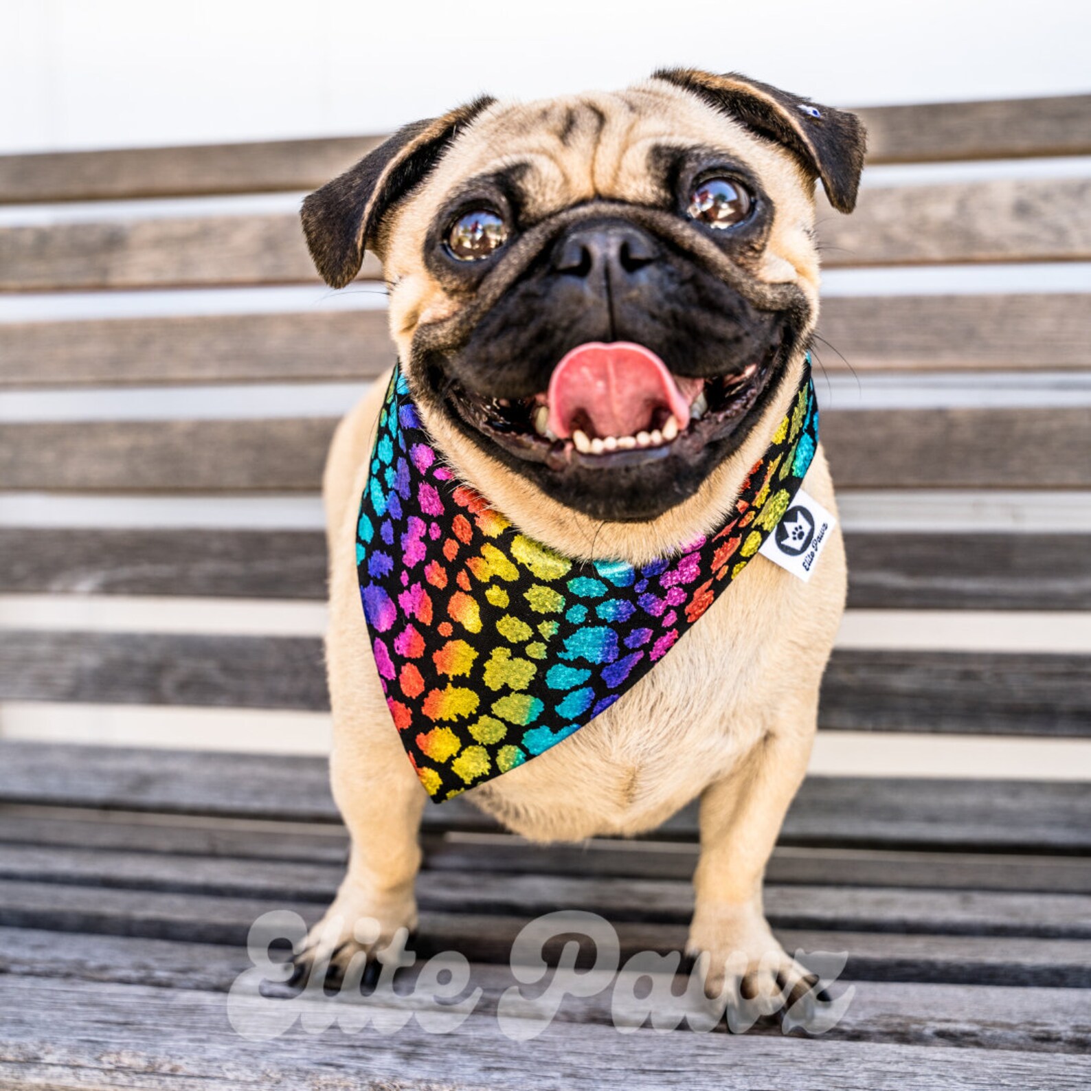Elite Frank, Rainbow, Cheetah, Dog Bandana, Dog Accessories, Dog ...