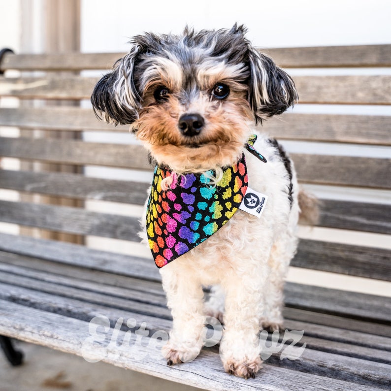 Elite Frank, Rainbow, Cheetah, Dog Bandana, Dog Accessories, Dog ...
