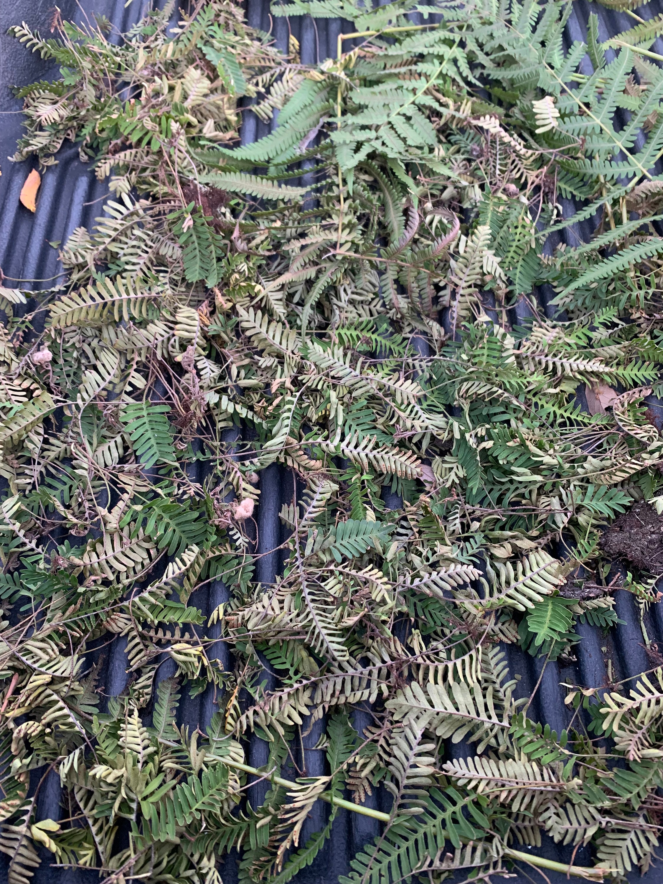 Kalawalla Herb / Fern / Thelypteris Kunthii / Polypodium | Etsy