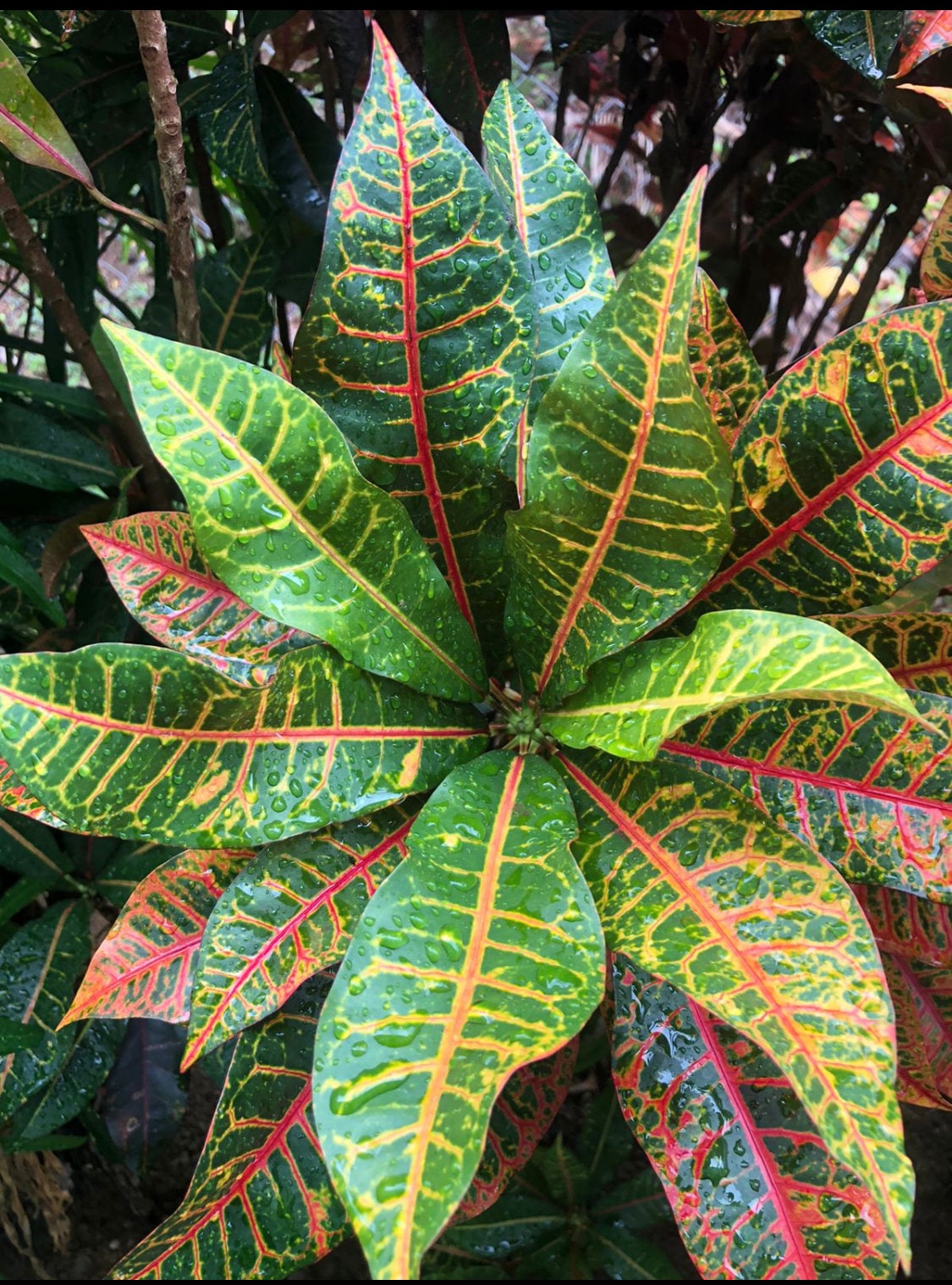 PAVANA / Croton /dracaena Draco / Wildcrafted / Grenadian LEAVES - Etsy