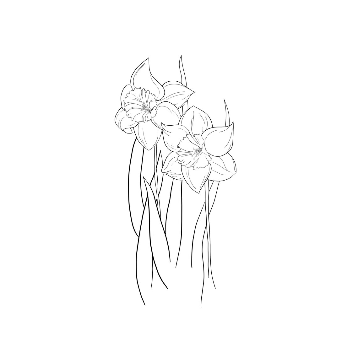 March Birth Flower Wall Art Daffodil Ink Illustration - Etsy