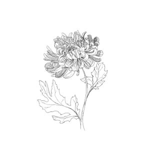 November Birth Flower Wall Art - Chrysanthemum Ink Illustration - Etsy