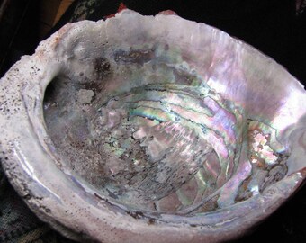 Purple Abalone | Etsy