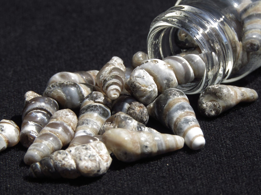 Tumbled Agatized Fossil-replacment Gastropod POTAMIDIDAE "horn Snail ...