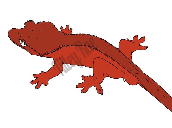 Red Crested Gecko