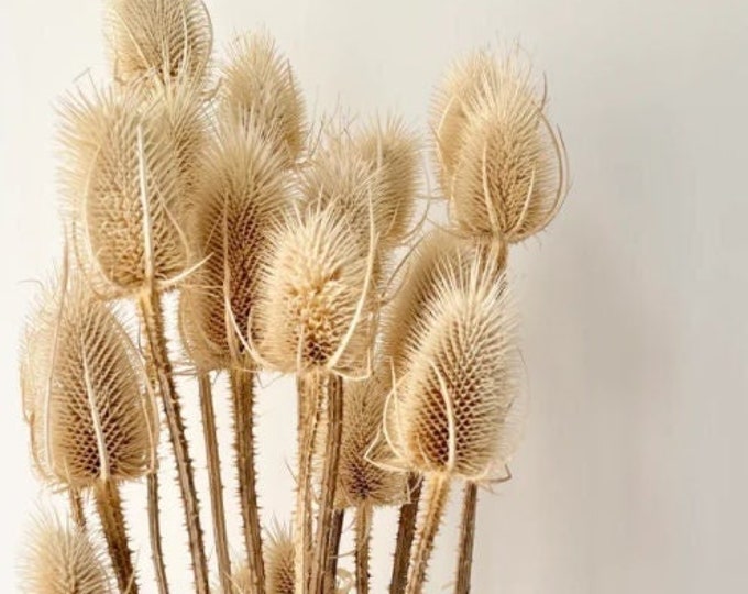Dried Thistle Natural Colour, DIY Dried Flowers Wedding Bouquet, Dried ...