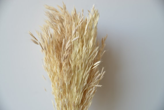 Dried Plume Reed Ivory Plume Dried Oat Bunch Ivory Grass | Etsy