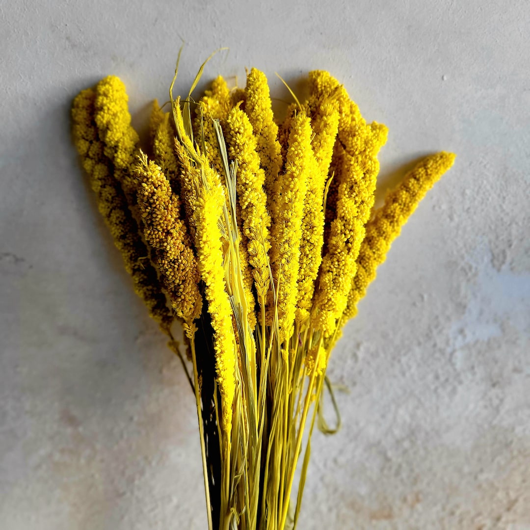 Dried Setaria Grass, Bright Yellow Color Dried Flowers, Dried Seteria ...