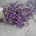 Baby's Breath, Gypsophila Preserved Purple Color, Dried Flowers, Dried ...
