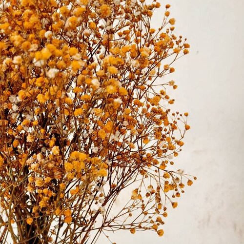 Baby's Breath Gypsophila Preserved Orange Color Dried - Etsy