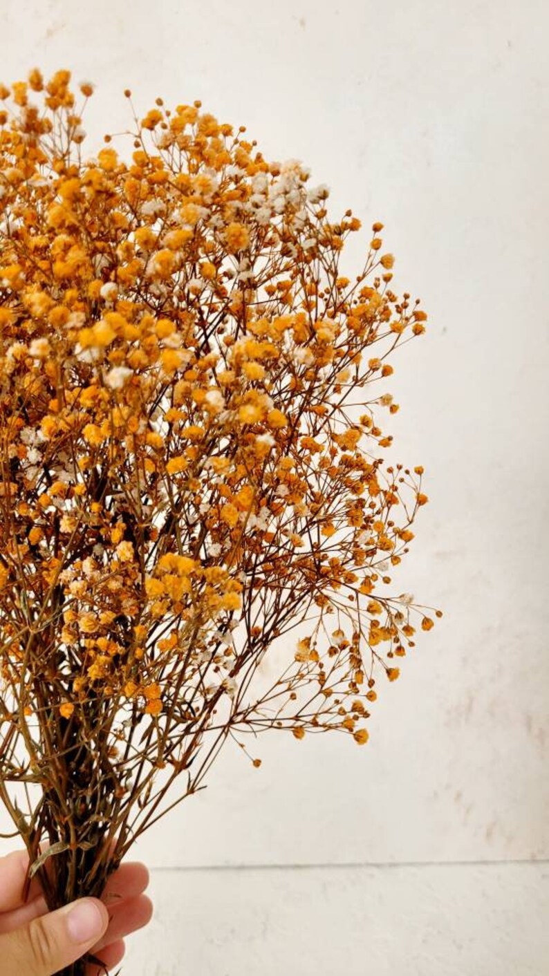 Baby's Breath Gypsophila Preserved Orange Color Dried - Etsy