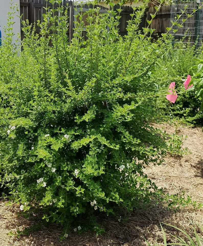 3-LIVE Plants Dominican Puerto Rican and Jamaican Oregano - Etsy