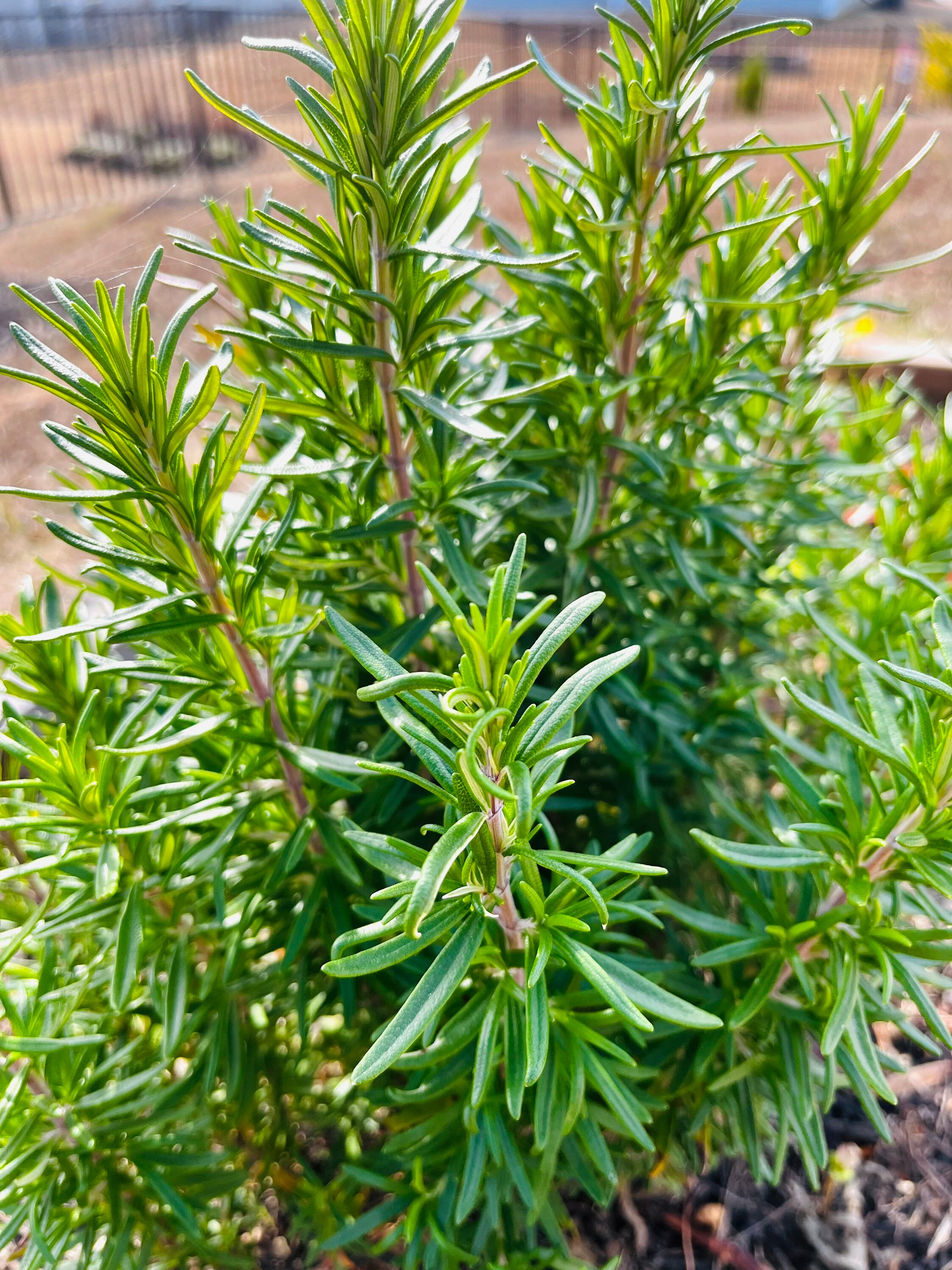 Fresh Rosemary Spice