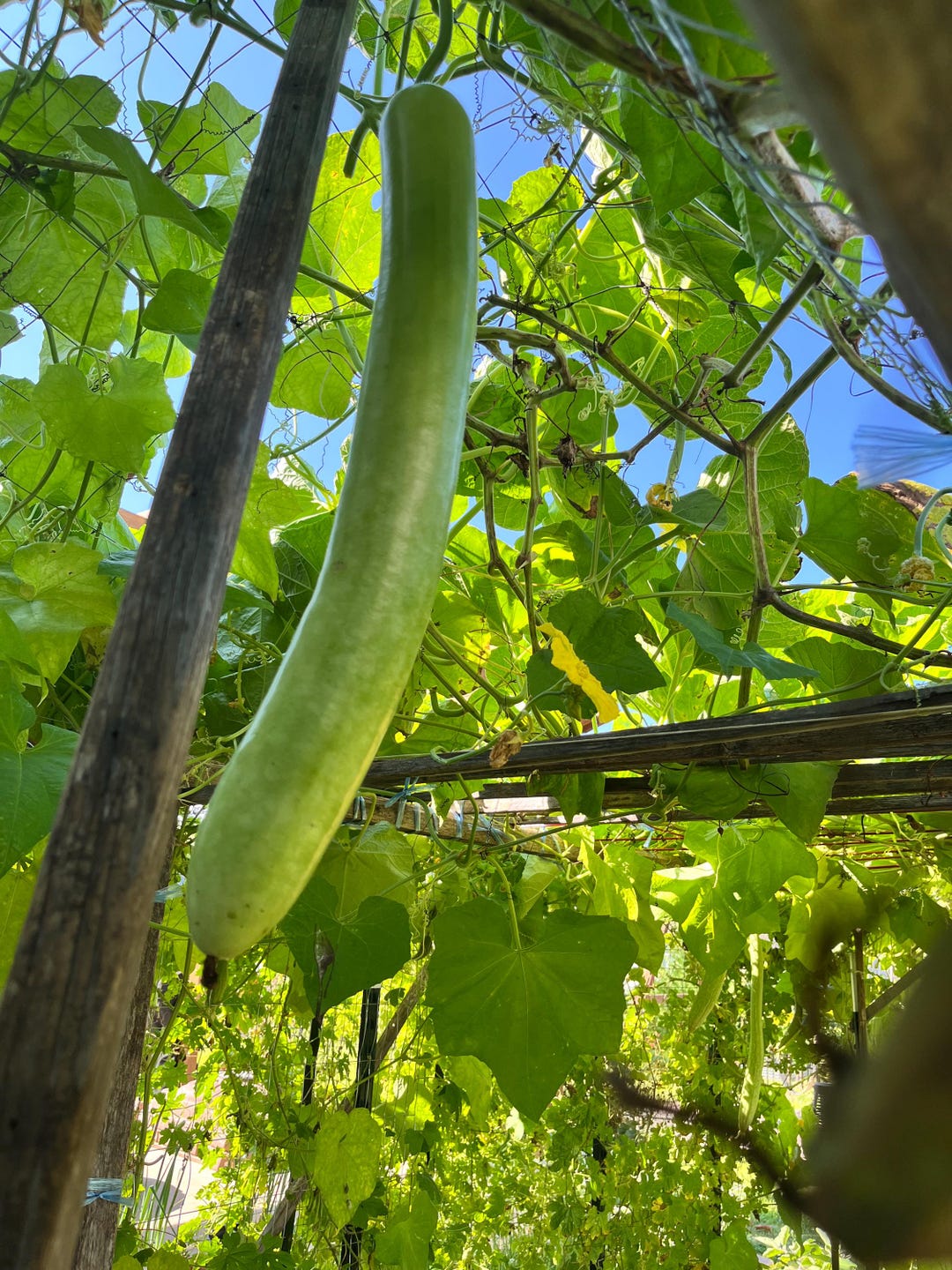 Long Bottle Gourd Squash, Indian Bottle Gourd Seeds, Hat Bau, Organic ...