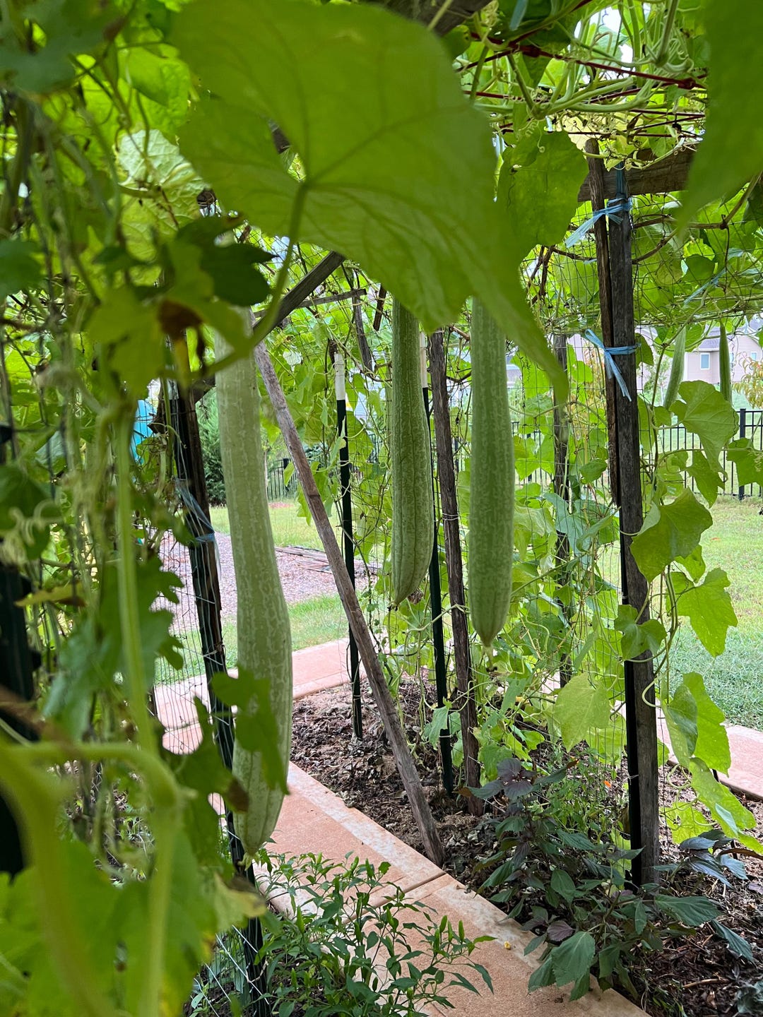 Luffa Squash Seeds, Organic Luffa Squash Seeds, Hat Muop Huong, Muop ...