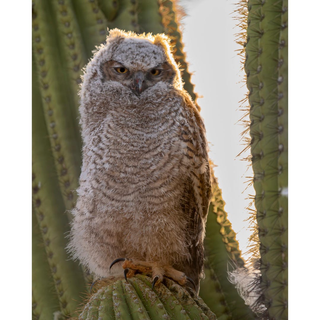 Fluffhead in a Prickly Situation- Great Horned Owlet - Etsy