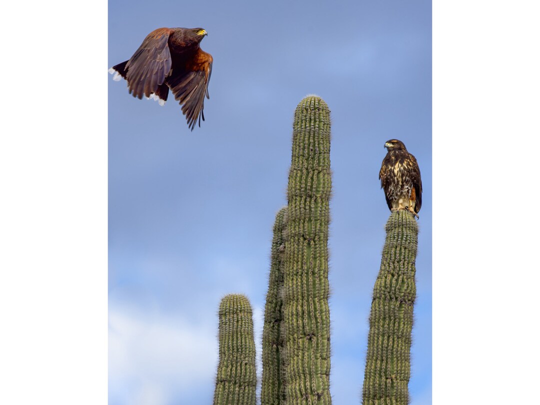 Arizona Harris's Hawk Cactus Flyby! - Etsy