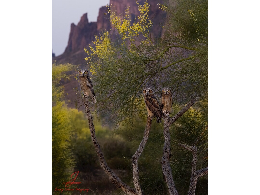3 Little Birds- Arizona Great Horned Owlets - Etsy