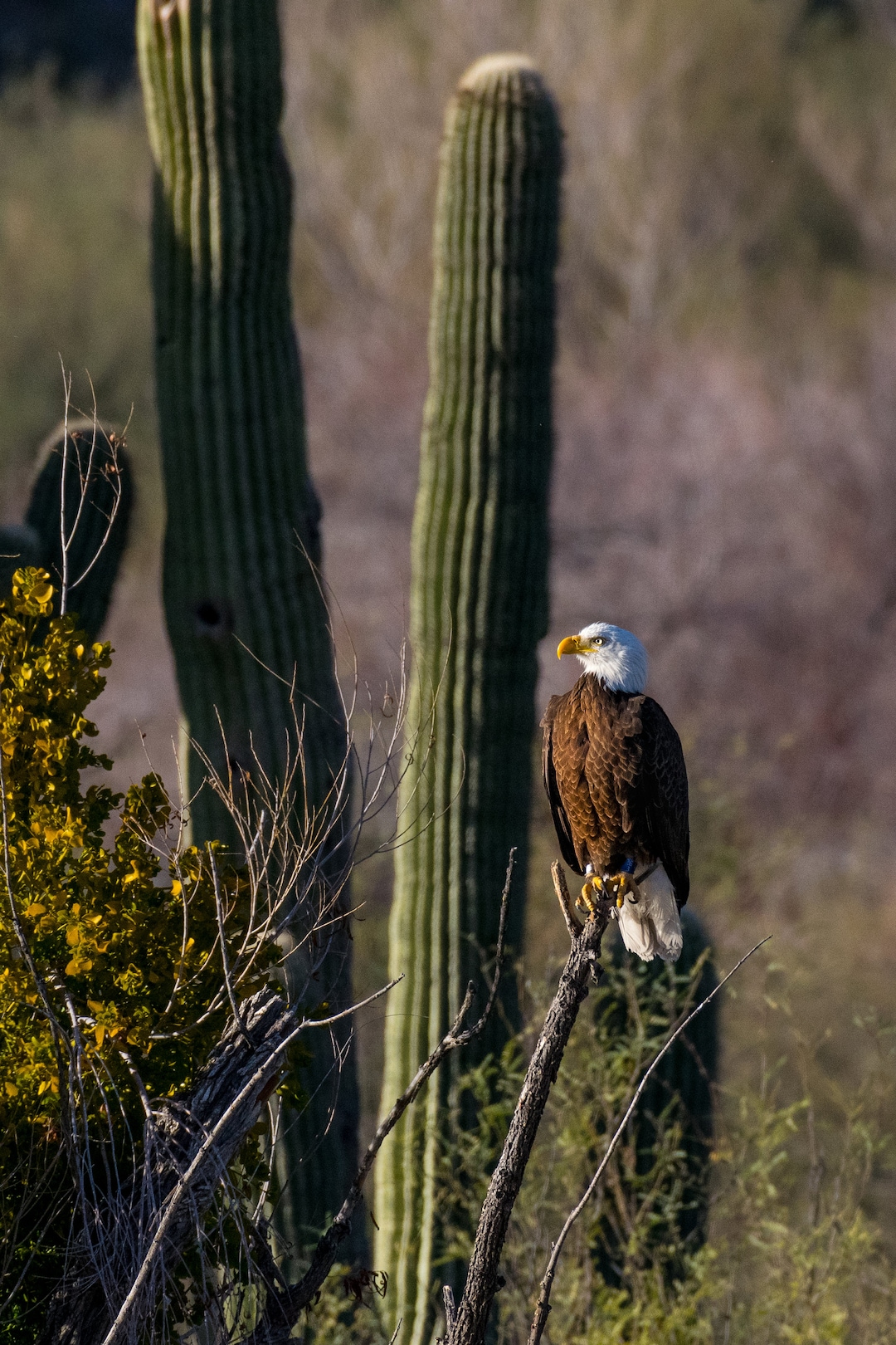 Arizona Bald Eagle Amongst the Saguaro - Etsy