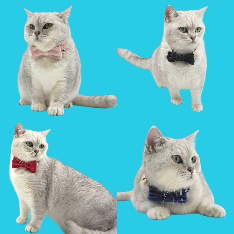 Personalized Velvet Cat Collar With Bow Tie, Custom Engraved Name Tag ...
