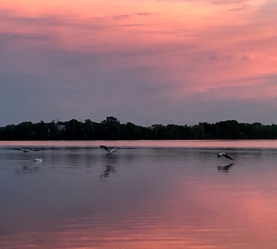 Pelicans Over Lake Zoom Background - Etsy