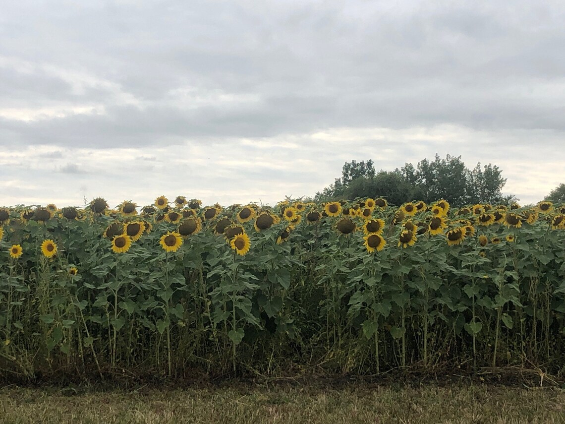 Sunflower Zoom Background - Etsy
