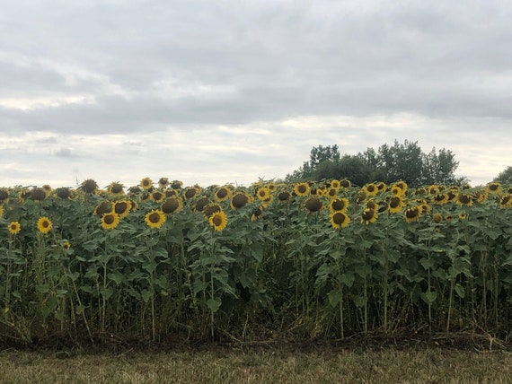 Sunflower Zoom Background - Etsy