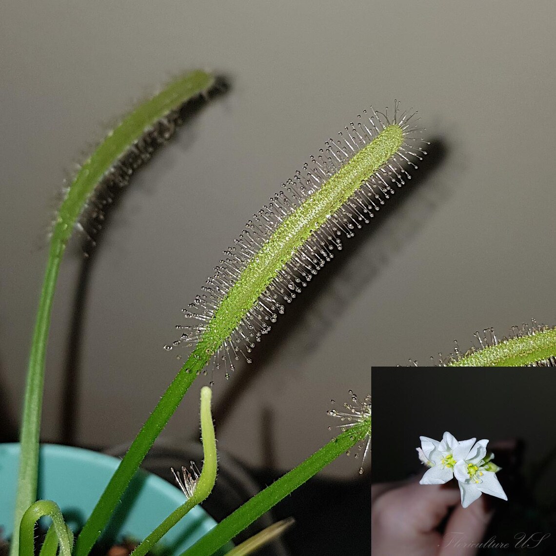 Mix of Capensis Sundew Seeds - 30 Seeds (D. Capensis; 'alba'; 'wide ...