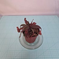 Pitcher Plant - Etsy