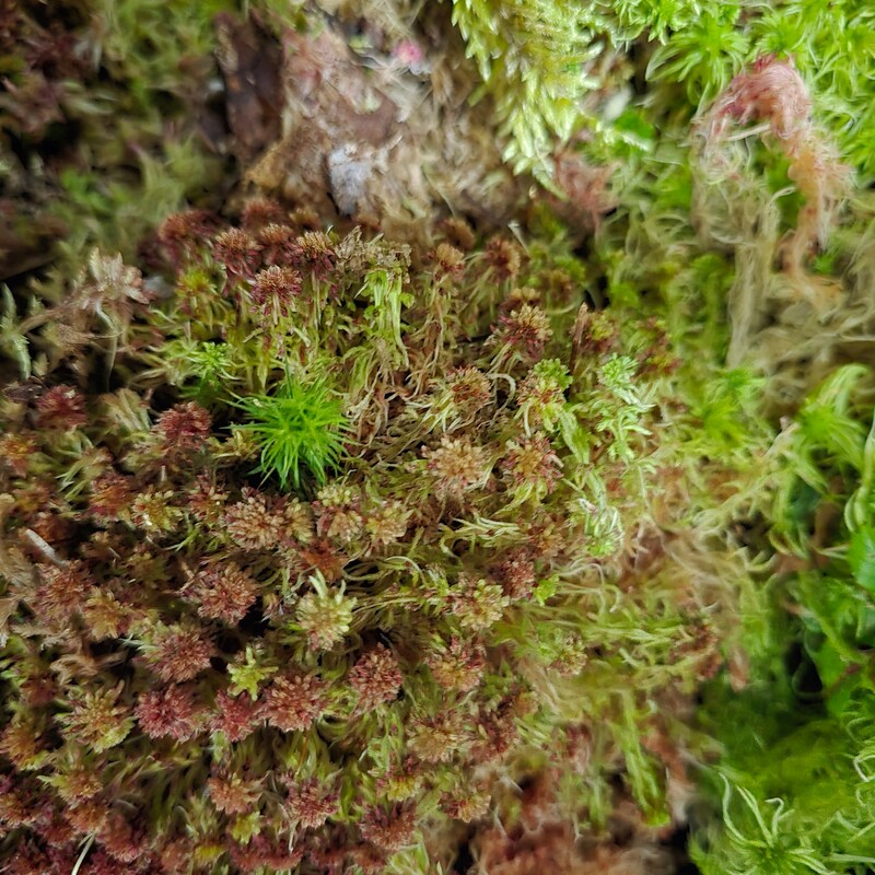 Live Moss - Etsy