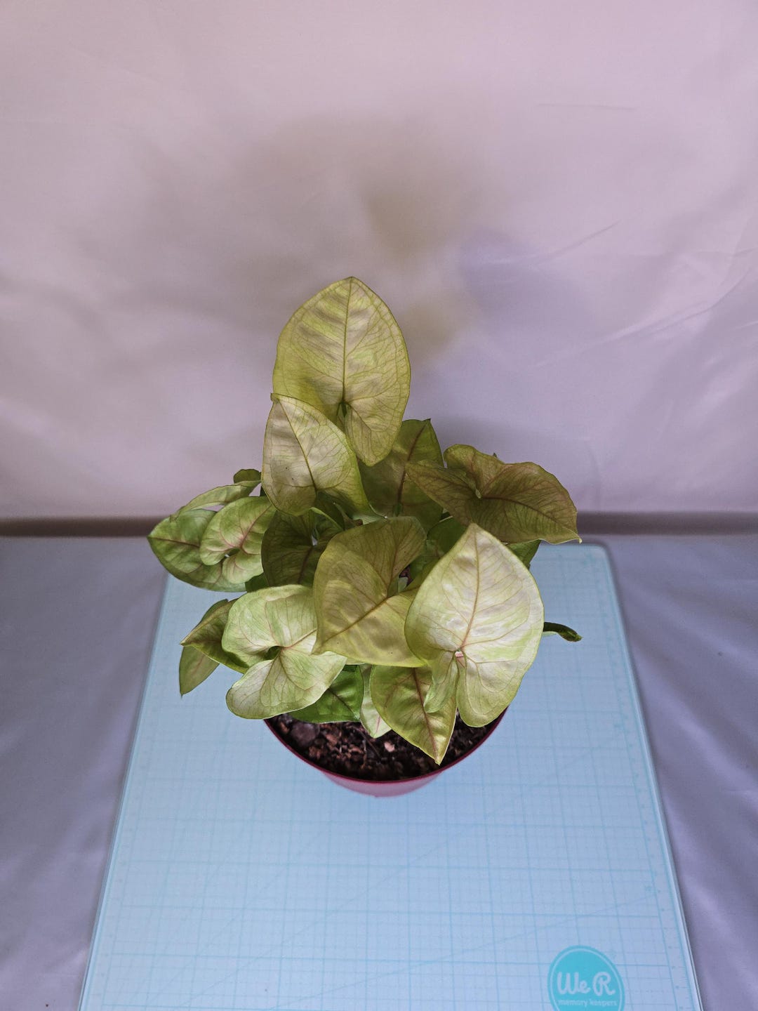 Syngonium Podophyllum 'gold Allusion' 6", Live Plant - Etsy