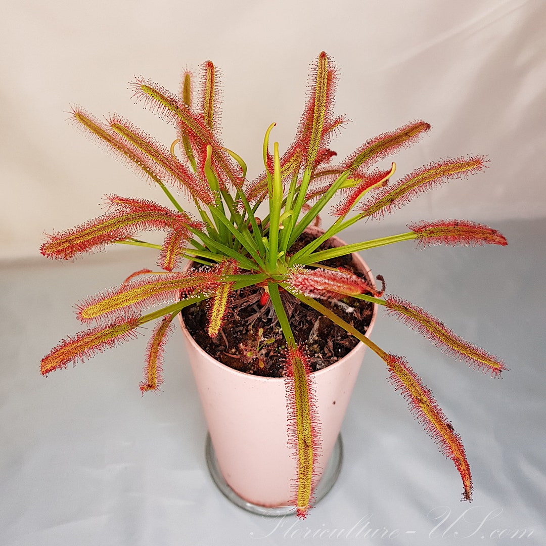 20+ Seeds, Drosera Capensis, Sundew - Etsy