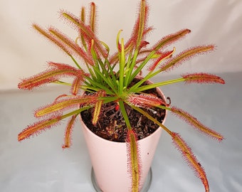 Fresh Seeds-drosera Hookeri, Australian Winter Growing Tuberous Sundew ...