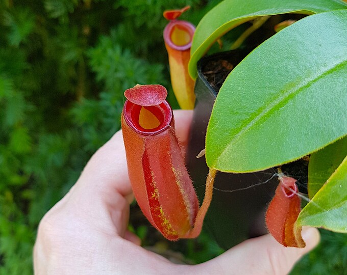 Nepenthes X 'bloody Mary', Pitcher Plant, Live Plant, Carnivorous Plant ...