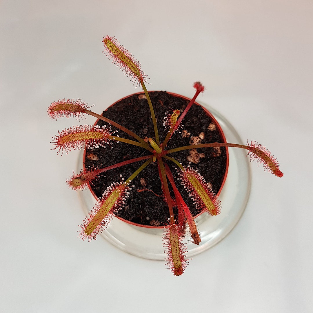Drosera Capensis "red", Live Plant, Sundew, Carnivorous Plant - Etsy