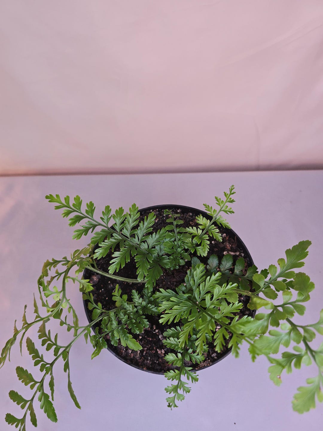 Asplenium Dimorphum X Difforme, Pot 6", Austral Gem Fern - Etsy