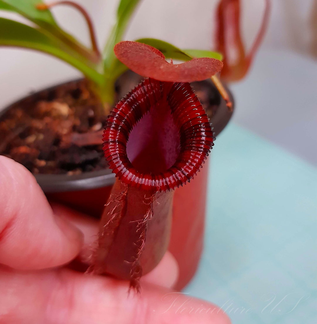 Nepenthes Lowii X Ventricosa Red, Pitcher Plant, Live Plant ...