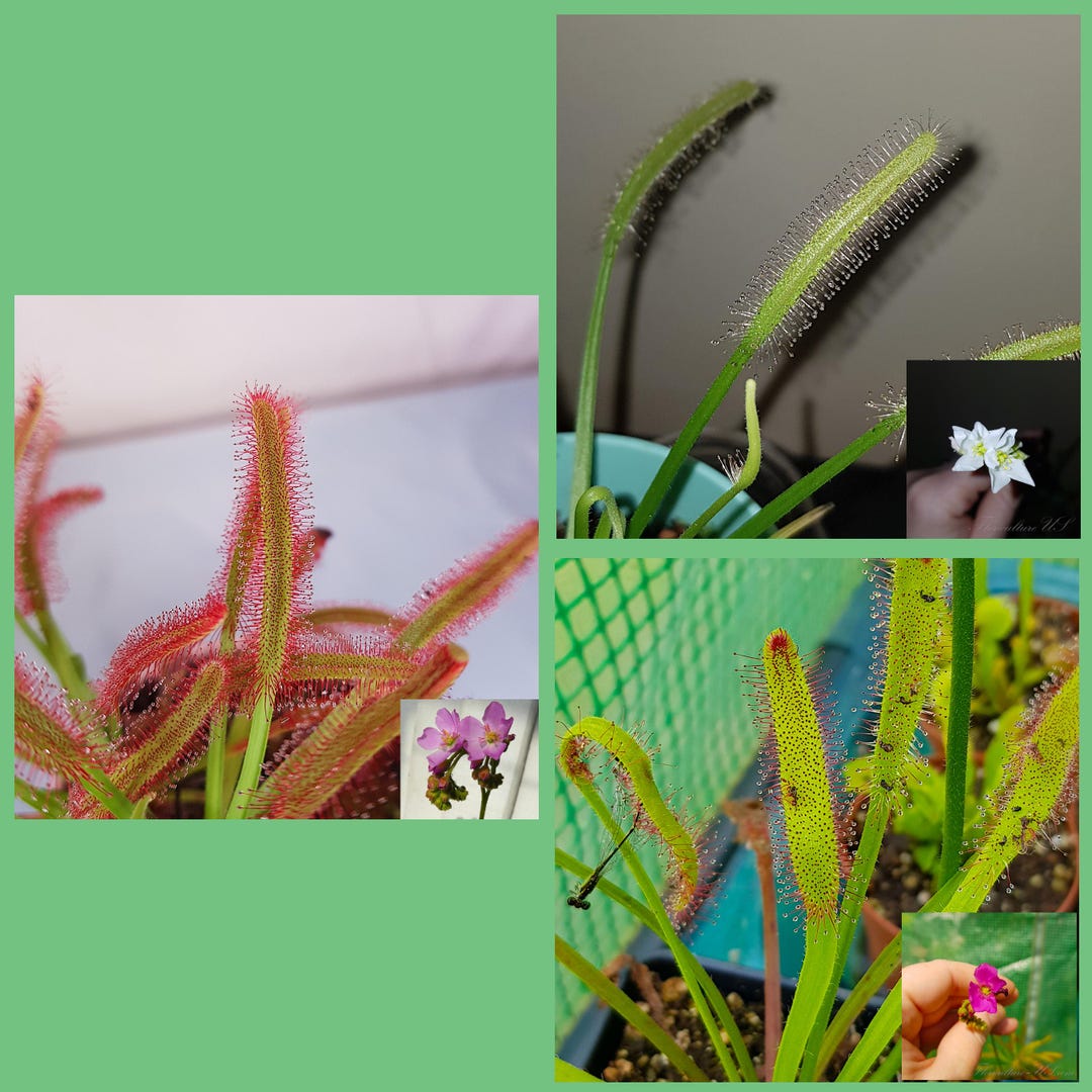 Mix of Capensis Sundew Seeds - 30 Seeds (D. Capensis; 'alba'; 'wide ...