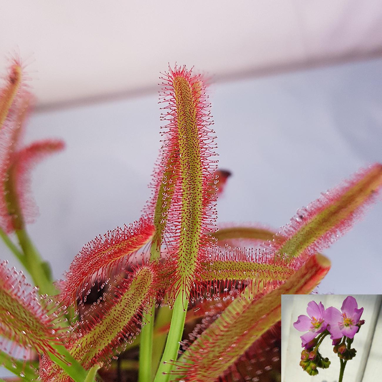 Mix of Capensis Sundew Seeds - 30 Seeds (D. Capensis; 'alba'; 'wide ...