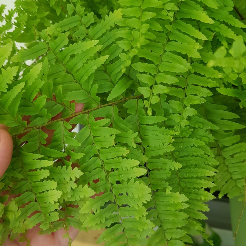 Curly Fern - Etsy