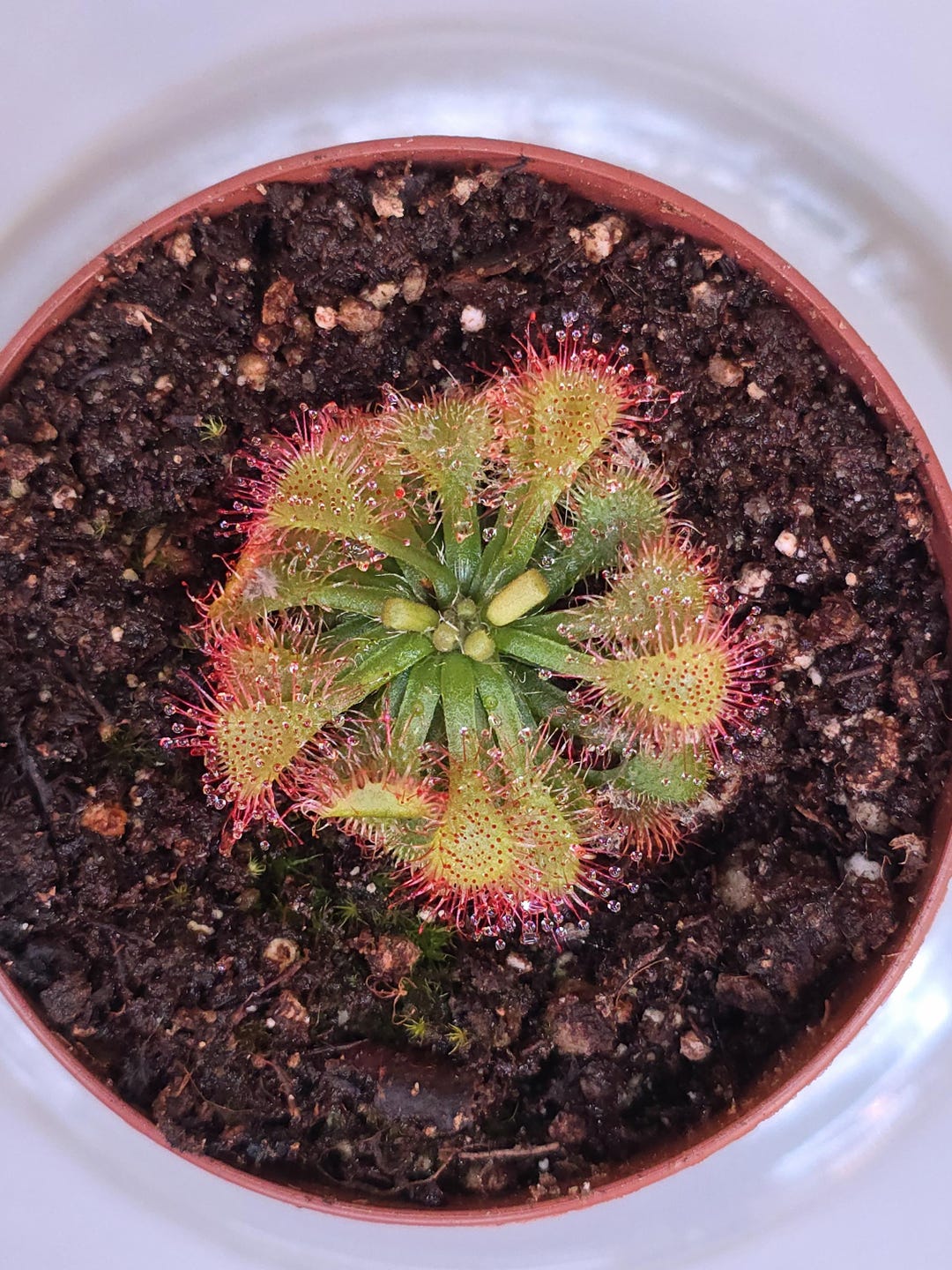 Drosera Capillaris, Sundew, Live Plant - Etsy