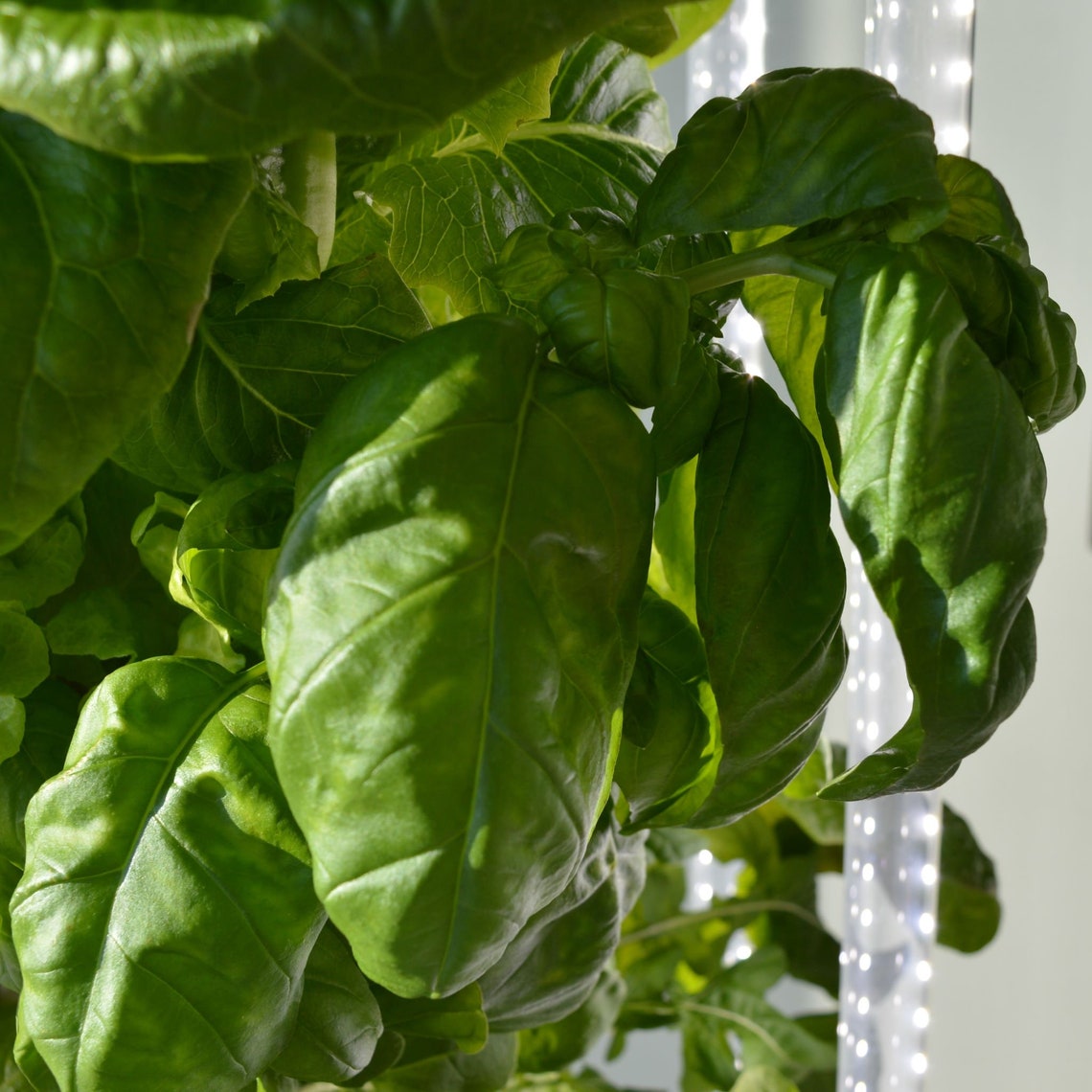 16 Variety Seed Sampler Tested for Hydroponic Gardening. A Mix | Etsy