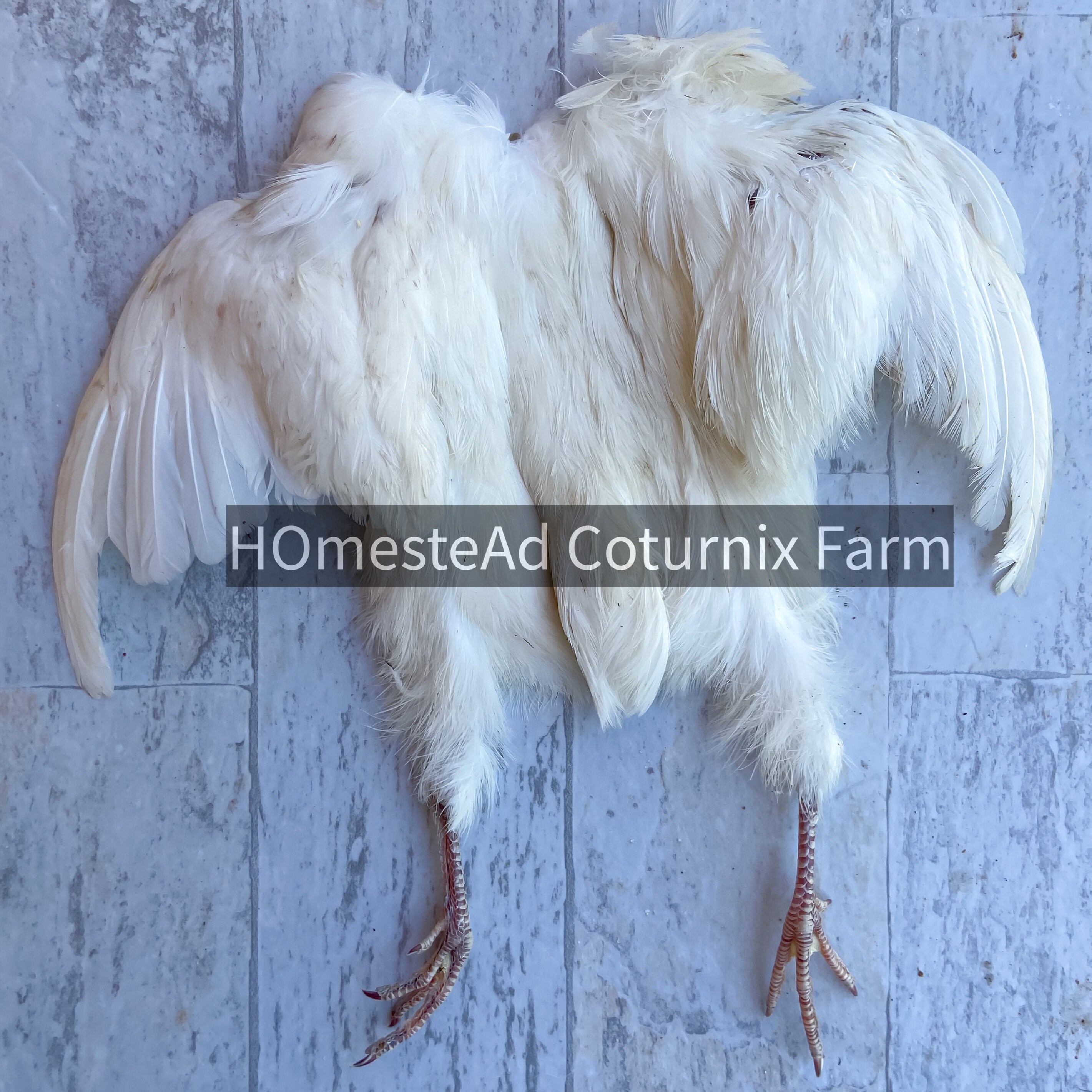 Coturnix Quail pelt with feet and wings attached preserved | Etsy