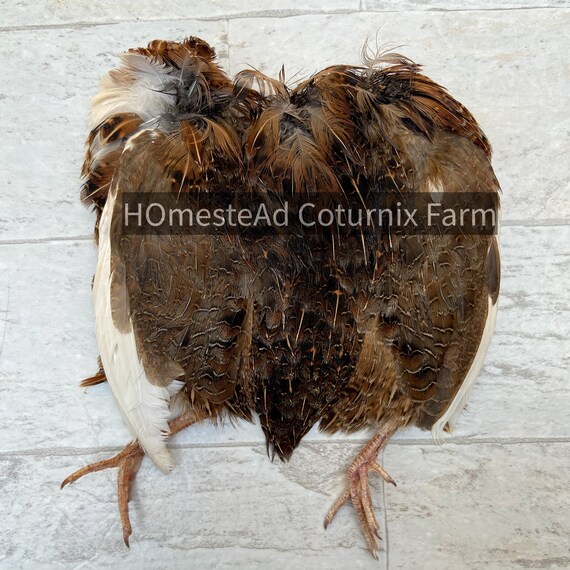 Tuxedo Coturnix Quail pelt feet and wings preserved quail hide | Etsy