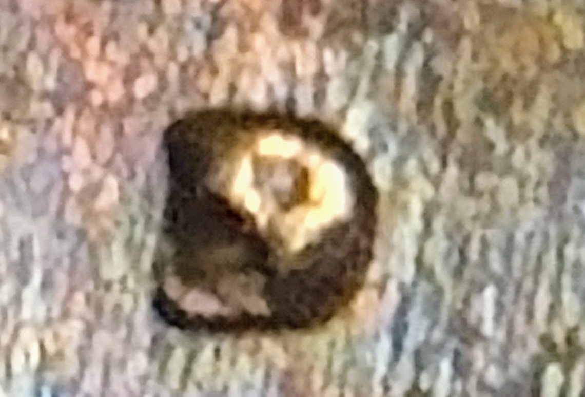 1975 Lincoln Memorial Cent Penny D Over S Mint Mark Error - Etsy